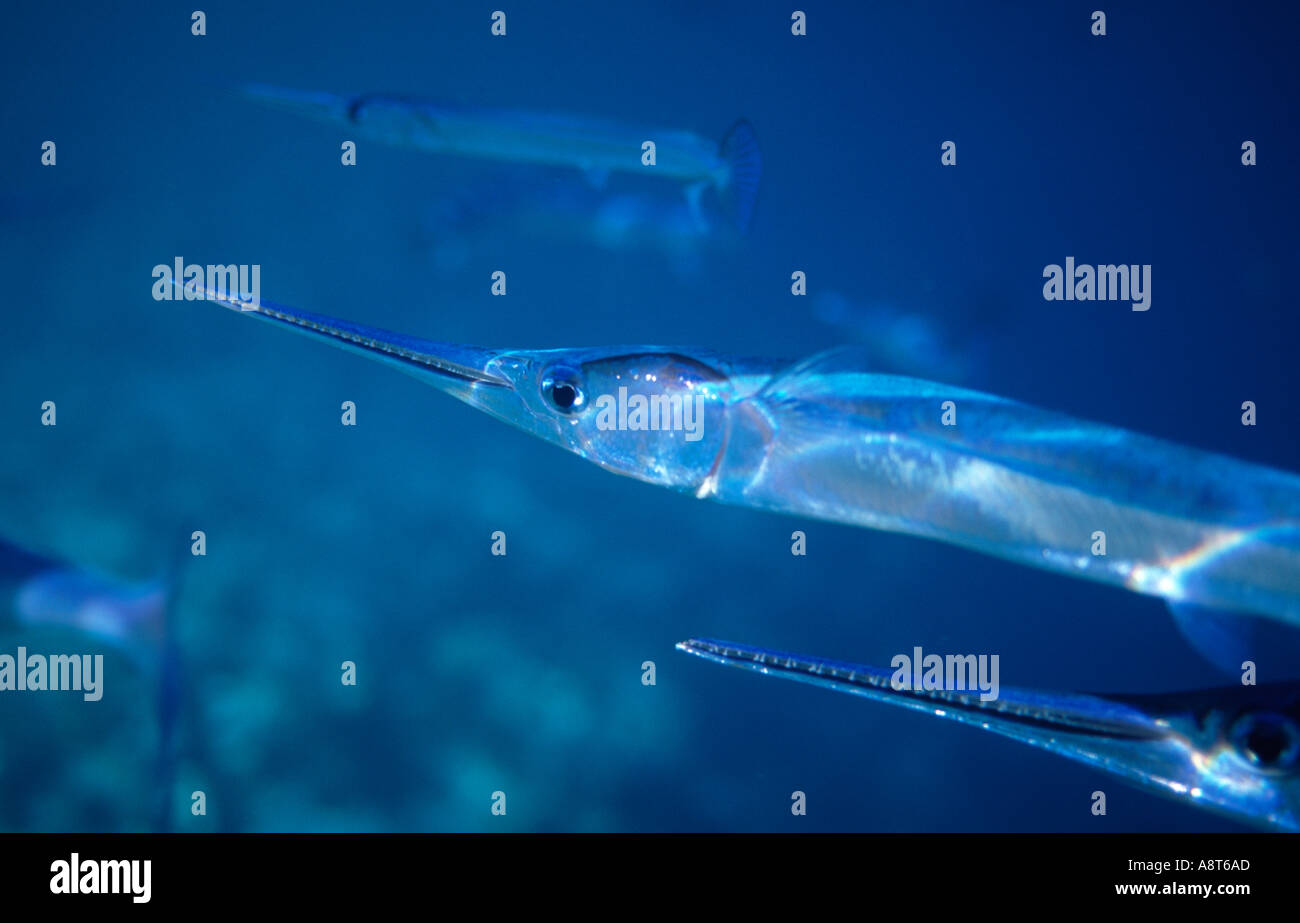 Needlefish swimming in a coral atoll, Maldives, Indian Ocean Stock ...