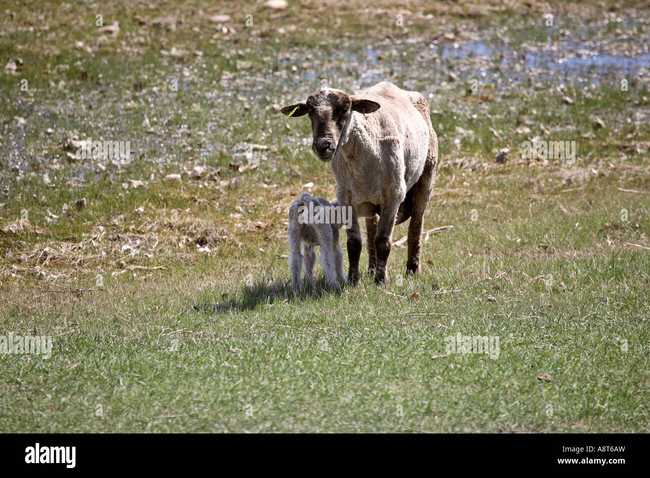 Lamb in the pasture hi-res stock photography and images - Alamy