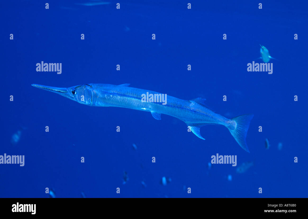 Reef needlefish hi-res stock photography and images - Alamy