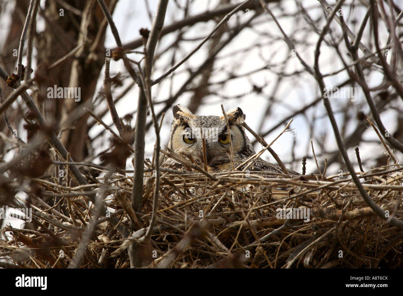 Great Horned Owl in nest in scenic Saskatchewan Stock Photo - Alamy