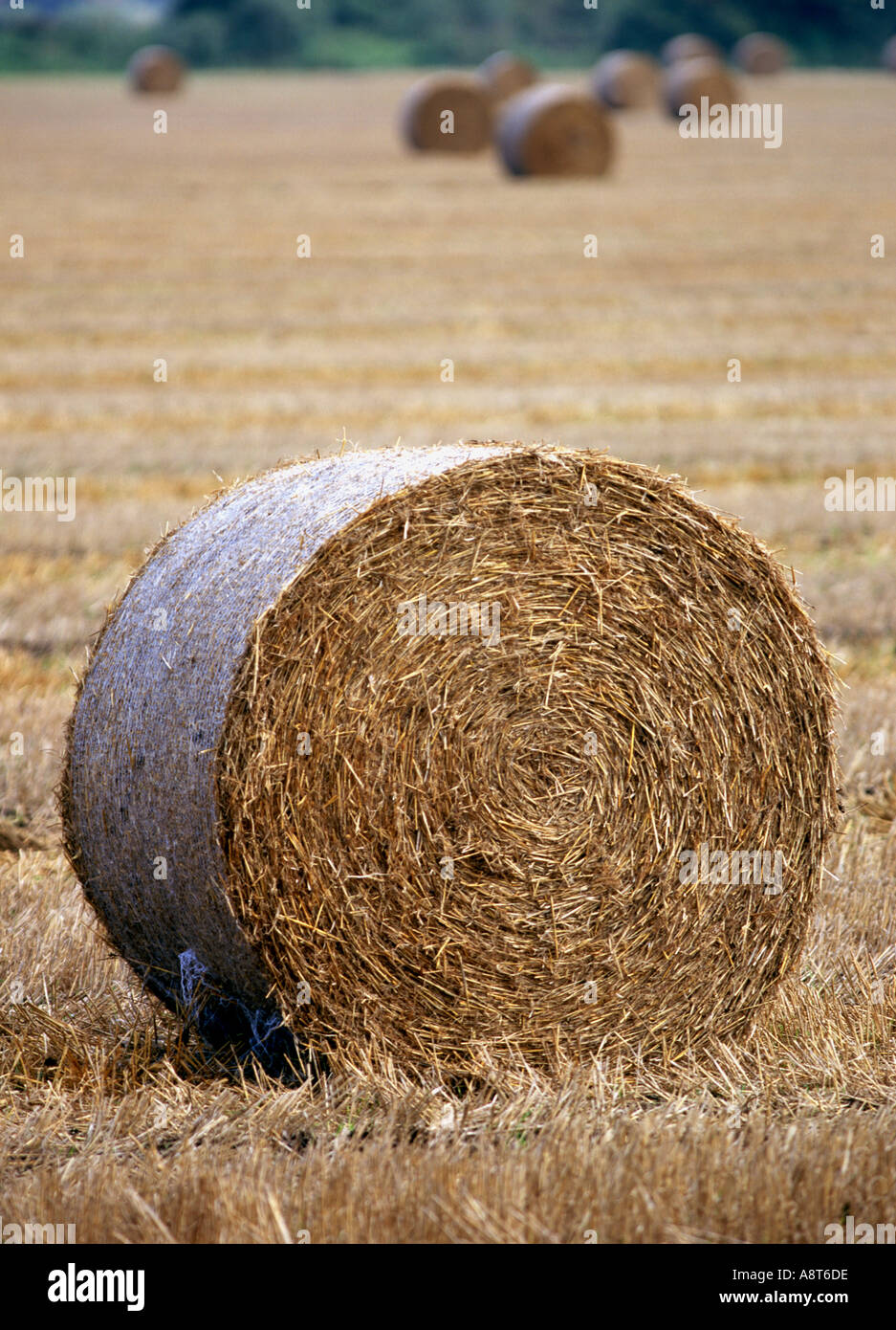 After the august harvest hi-res stock photography and images - Alamy