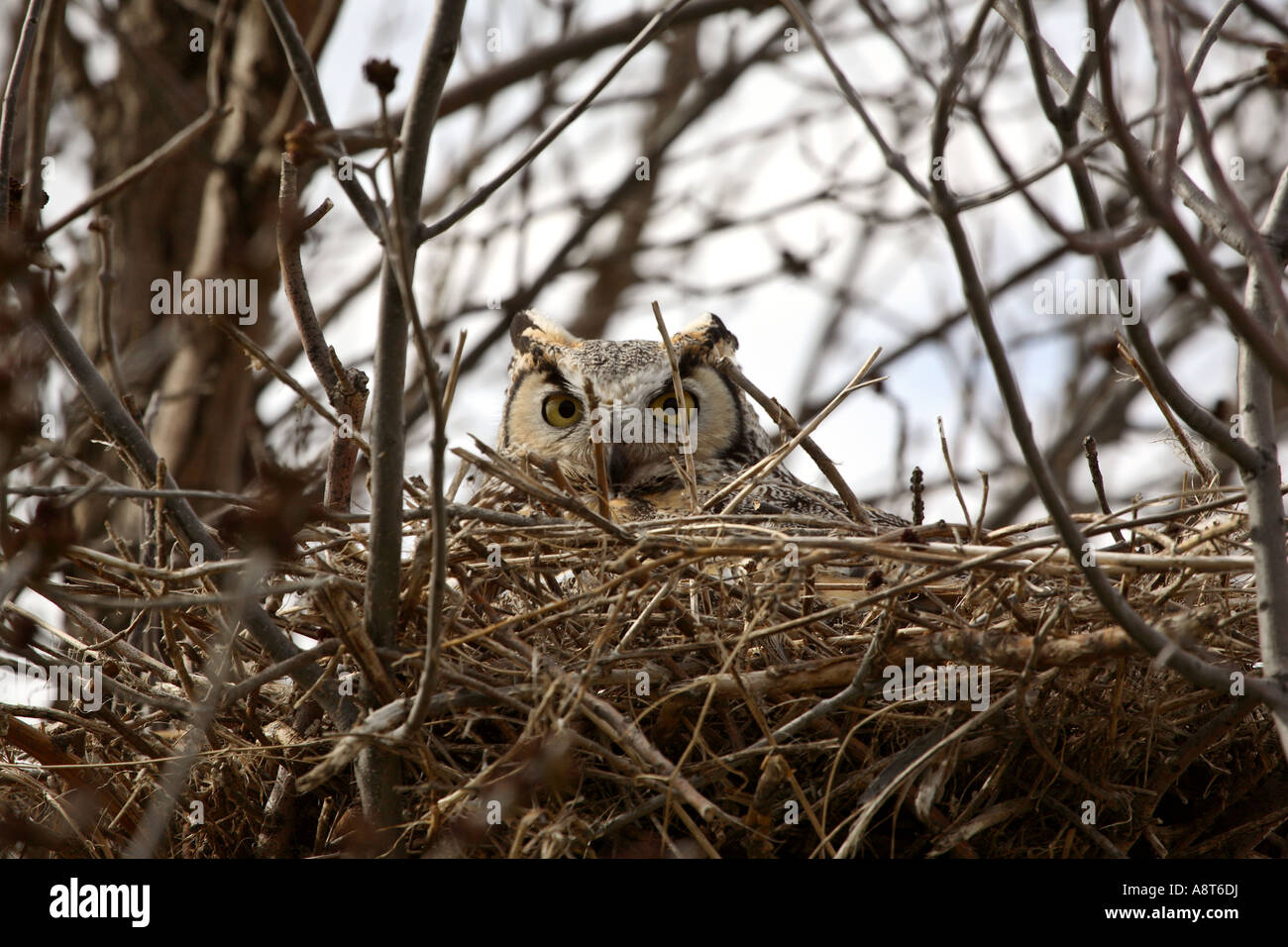 Great Horned Owl in nest in scenic Saskatchewan Stock Photo - Alamy