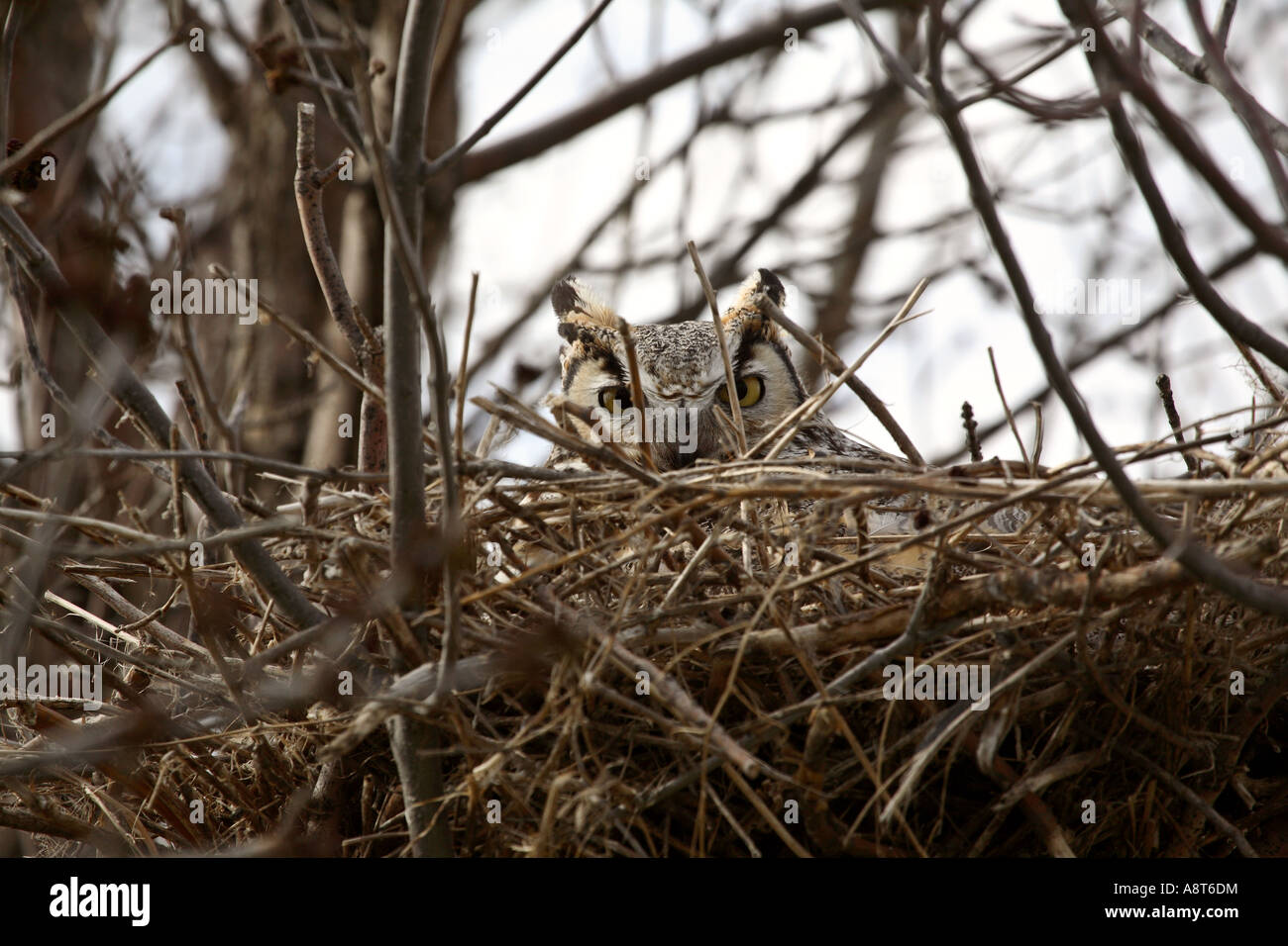 Great Horned Owl in nest in scenic Saskatchewan Stock Photo - Alamy
