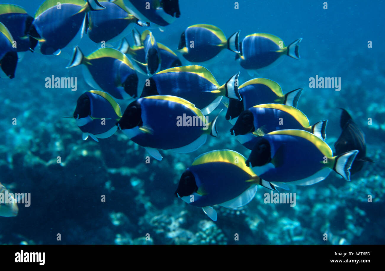 Blue surgeonfish hi-res stock photography and images - Alamy
