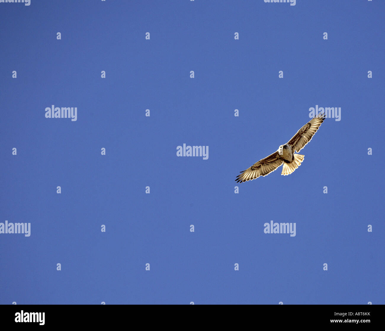 Red-tailed Hawk in flight Stock Photo - Alamy