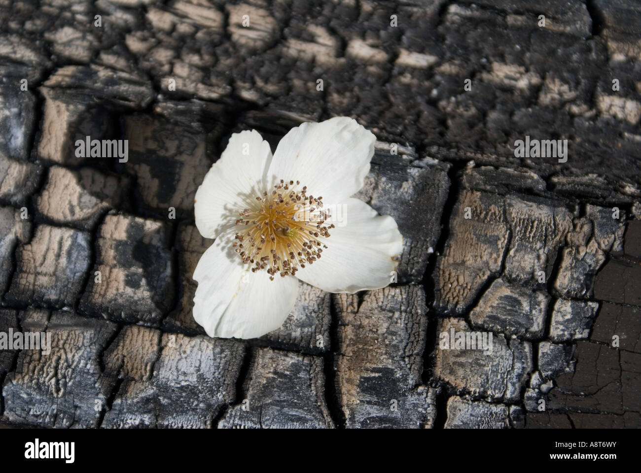 5354 hi-res stock photography and images - Alamy