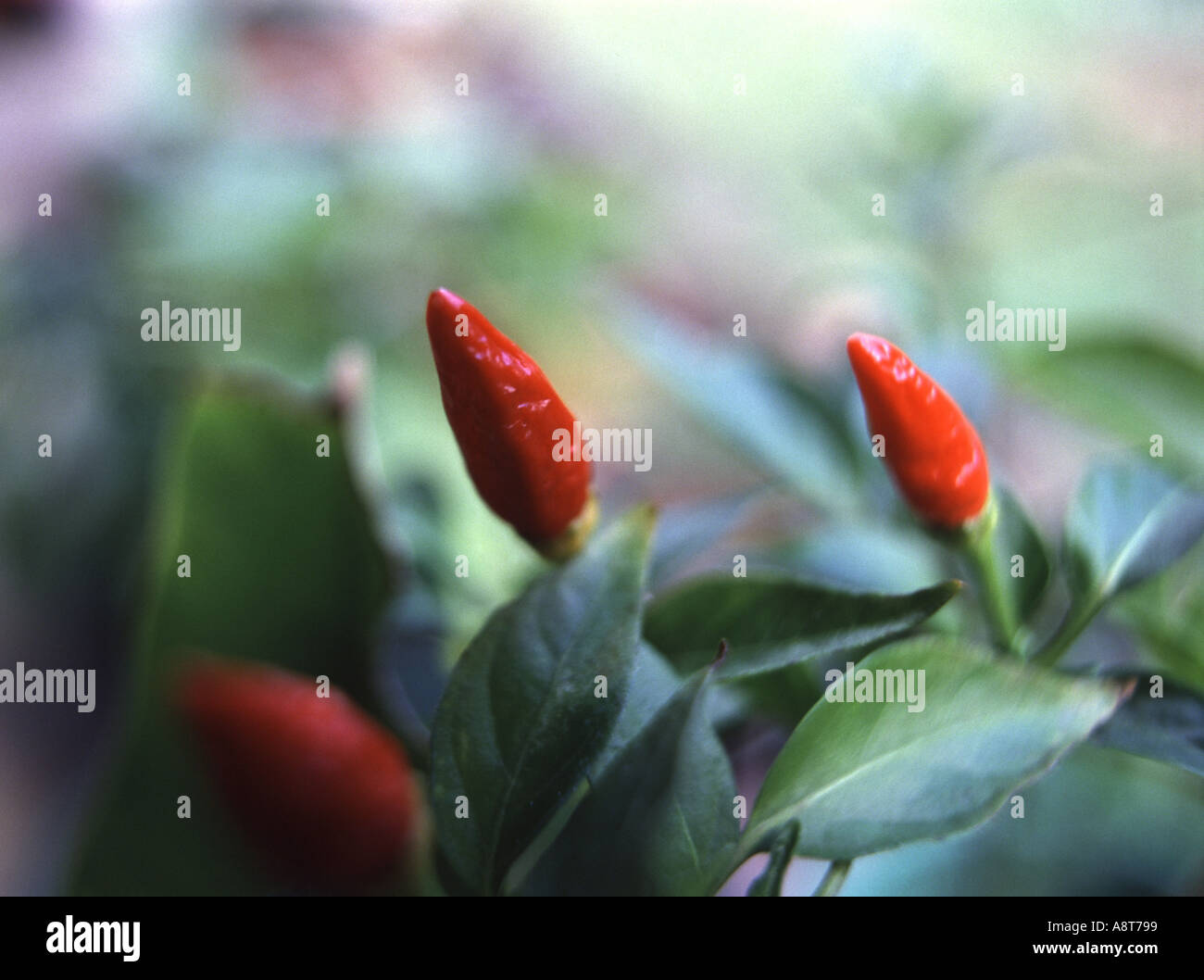 Native pepper australia hi-res stock photography and images - Alamy