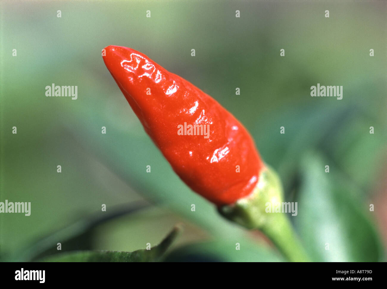 Native pepper australia hi-res stock photography and images - Alamy