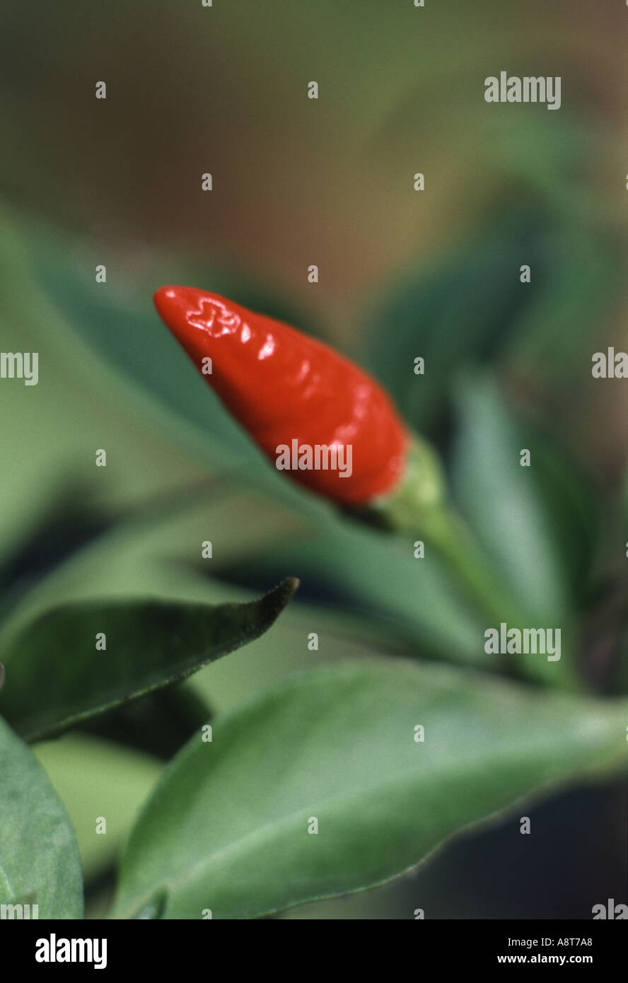Native pepper australia hi-res stock photography and images - Alamy
