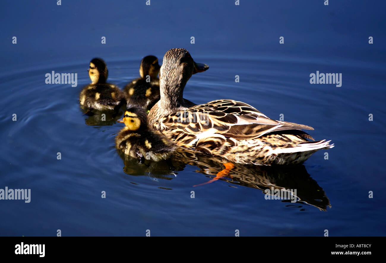 3 little ducklings Stock Photo - Alamy
