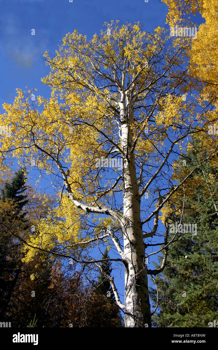 Quaking aspen sun hi-res stock photography and images - Alamy