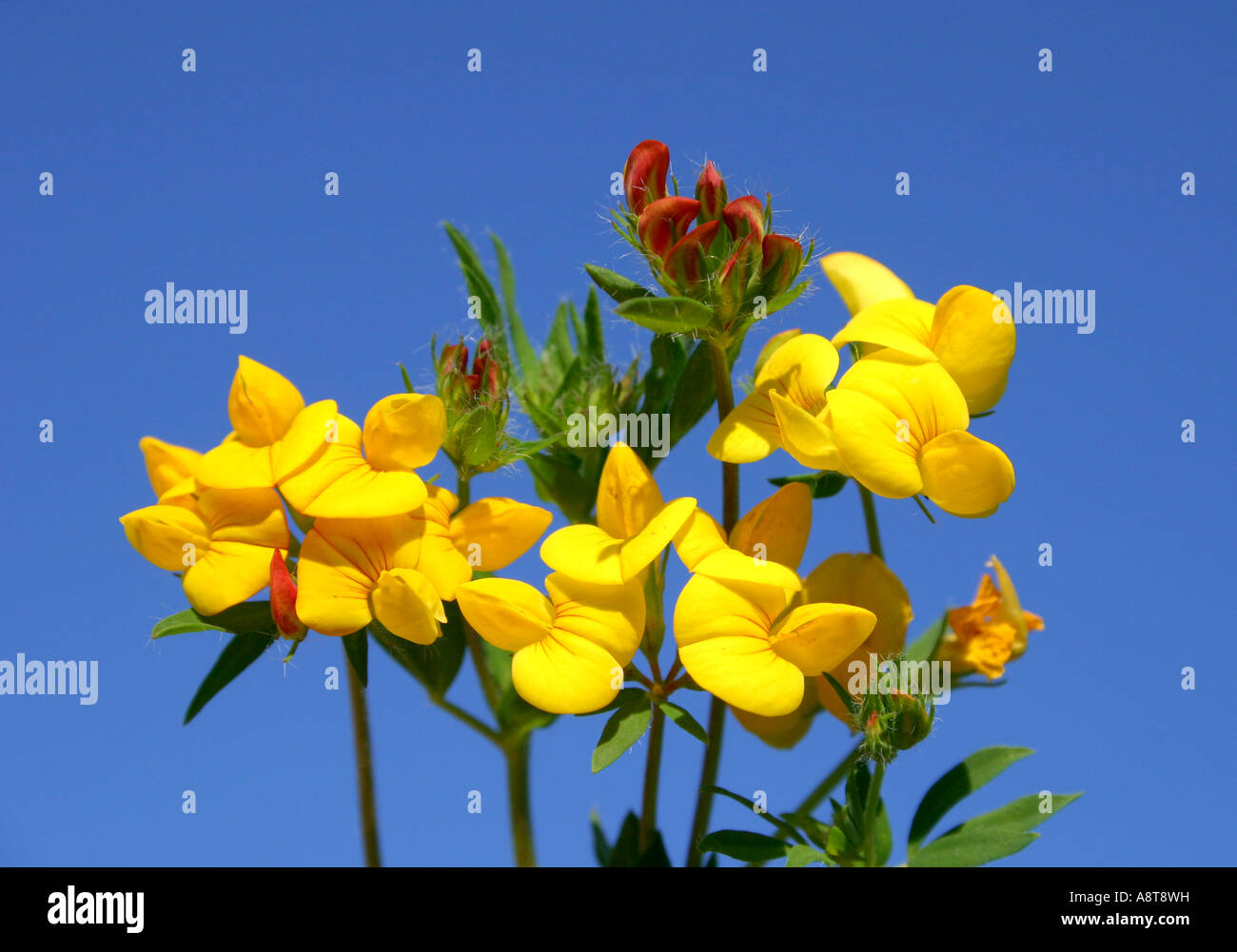 Yellow Birdsfoot Lotus, Bird’s-foot Trefoil, Wildflower, Flower Stock ...