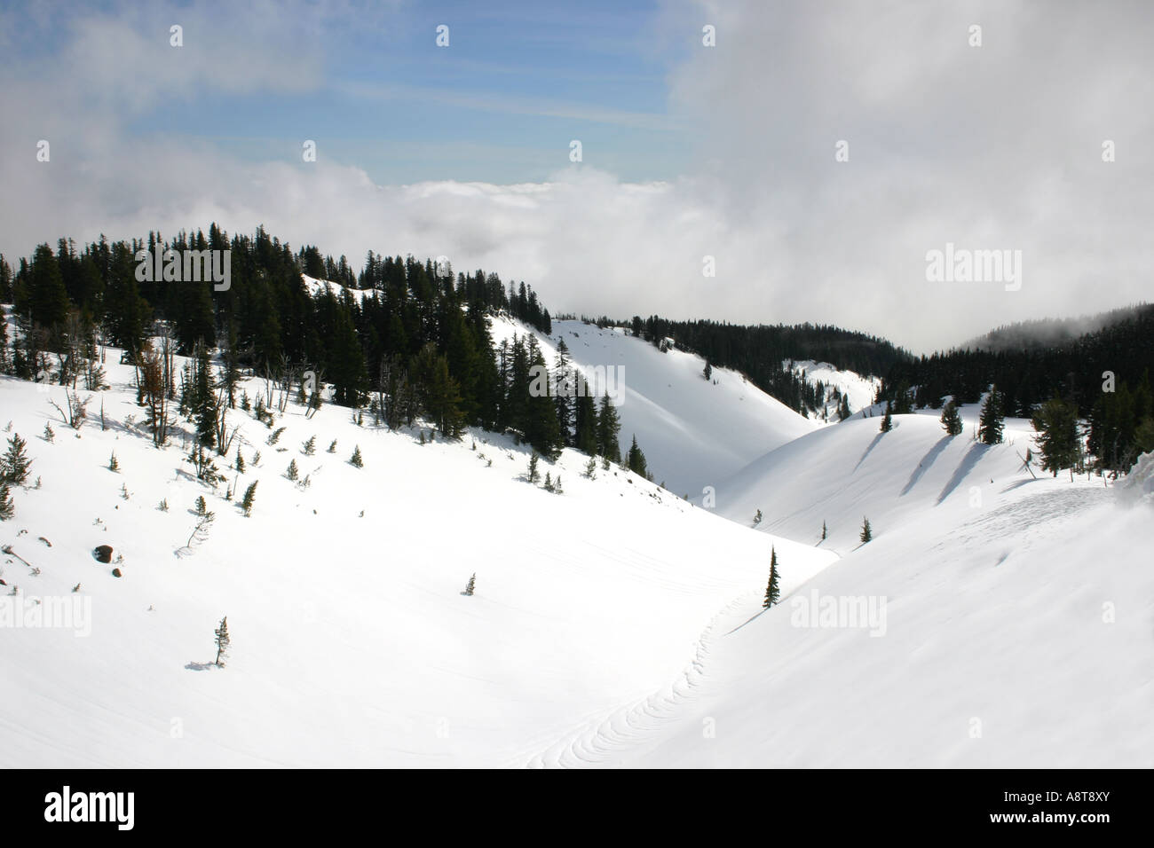 Conifer forest deep mountain valley hi-res stock photography and images ...