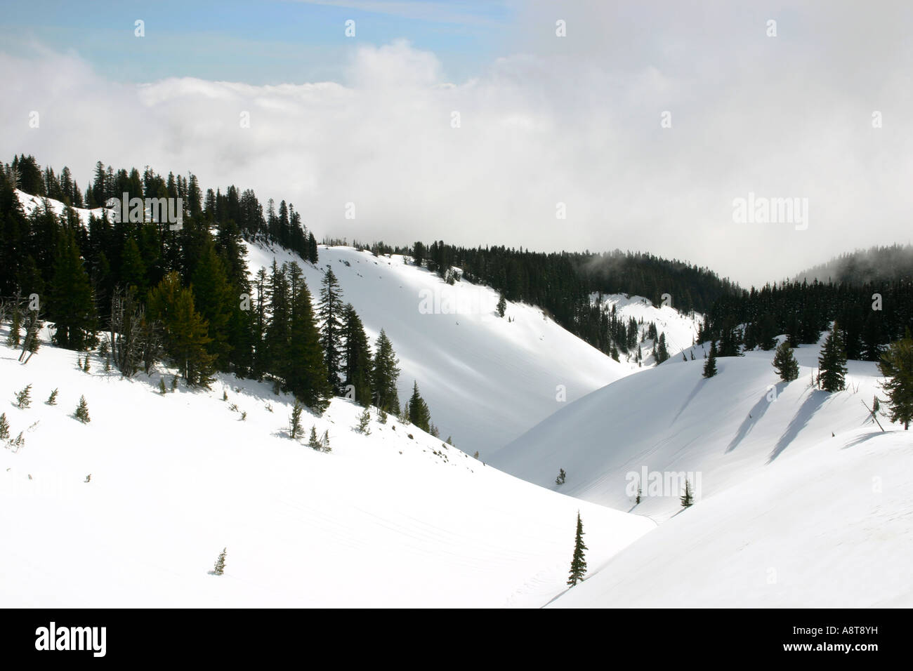 Conifer forest deep mountain valley hi-res stock photography and images ...