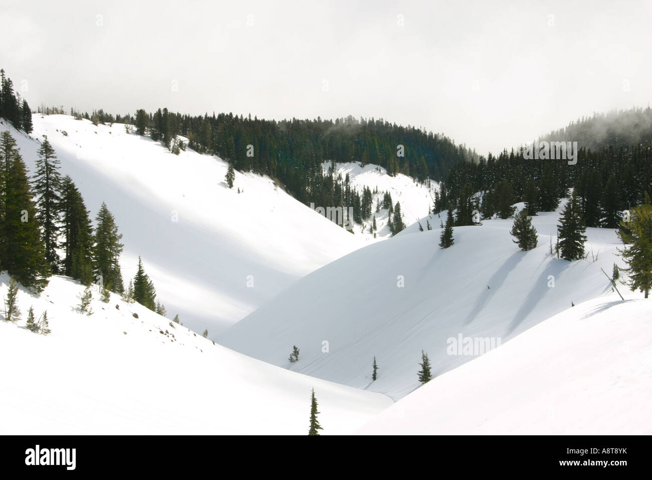 Conifer forest deep mountain valley hi-res stock photography and images ...