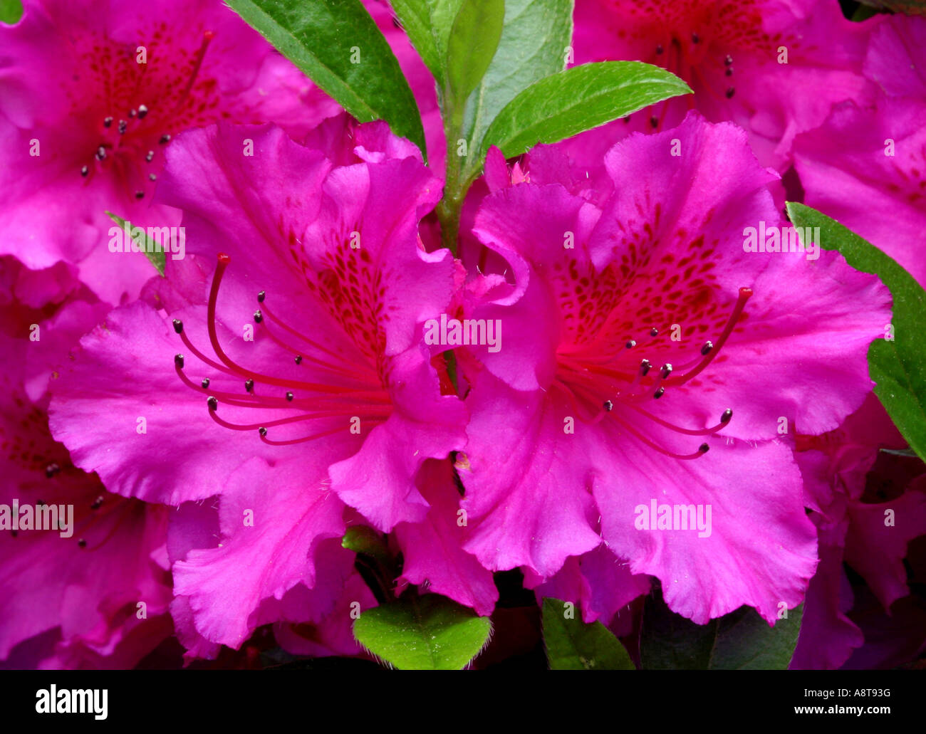 2 5 inch flower hi-res stock photography and images - Alamy