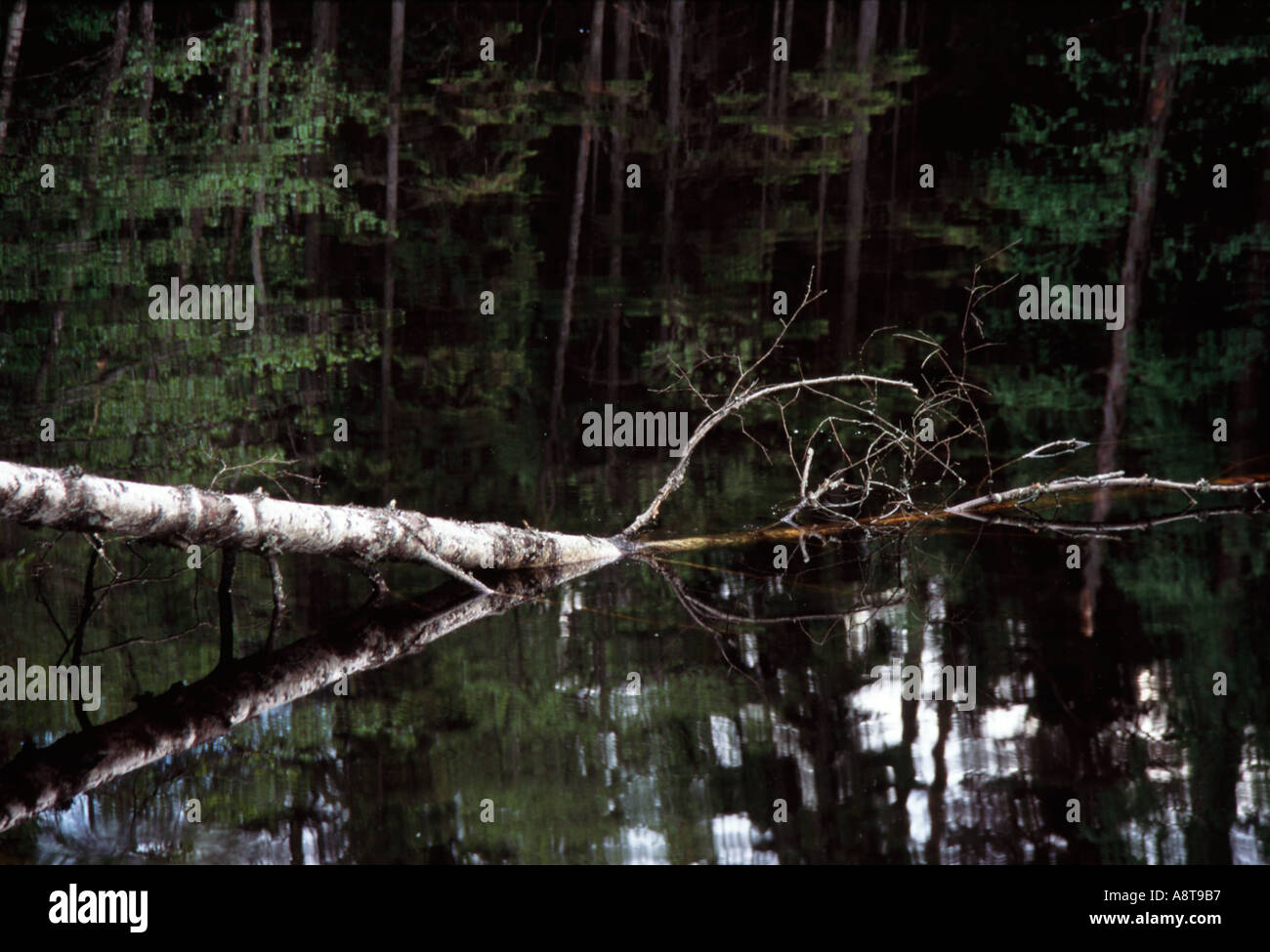 Fallen birch tree Stock Photo - Alamy