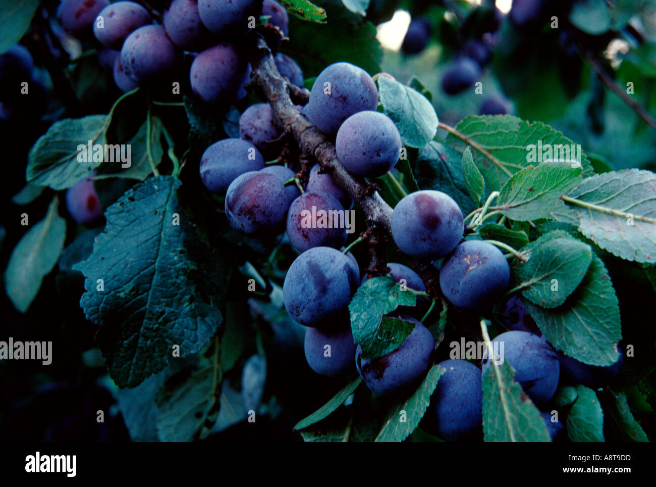 Bullace hi-res stock photography and images - Alamy
