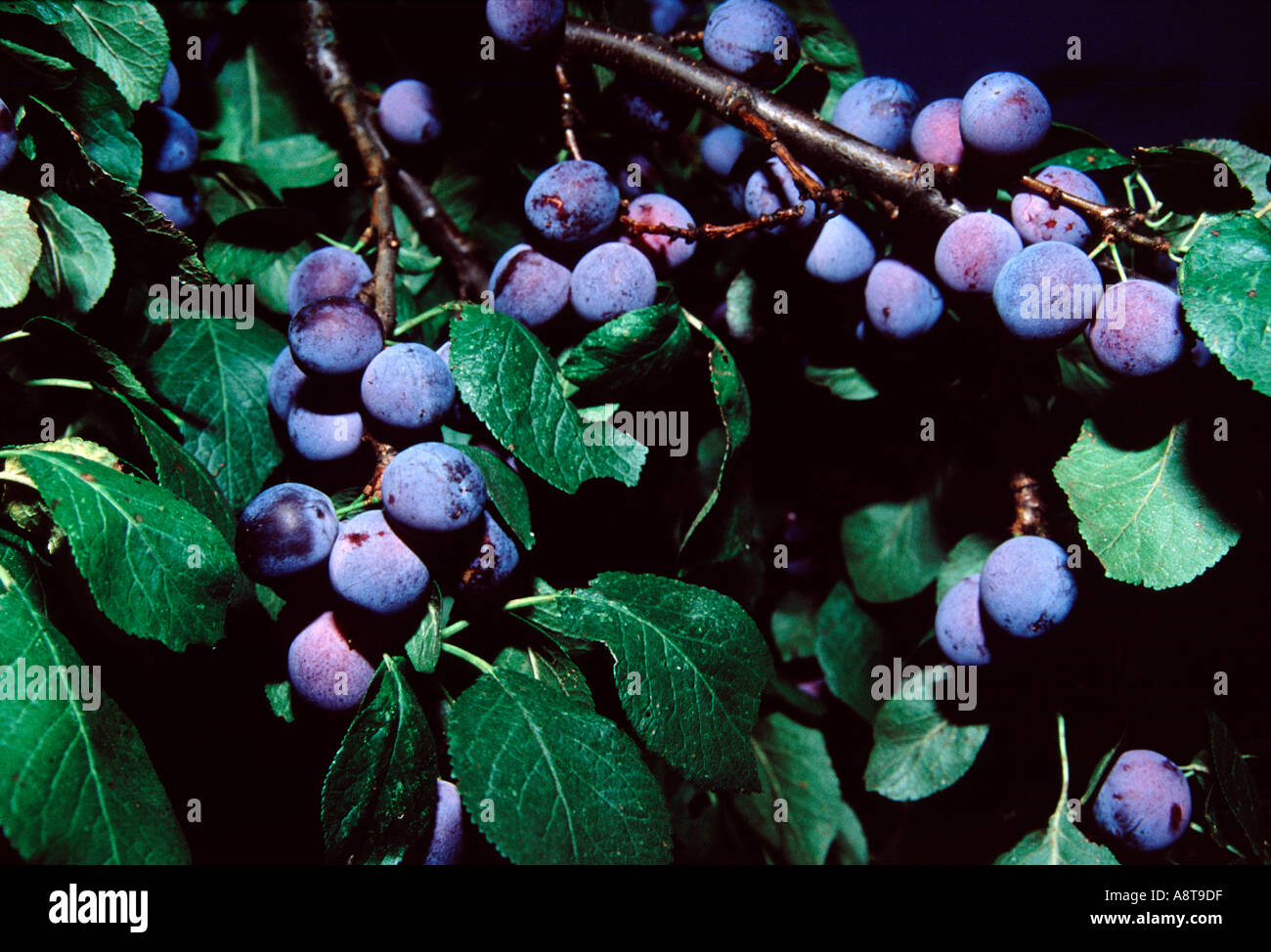 Bullace hi-res stock photography and images - Alamy