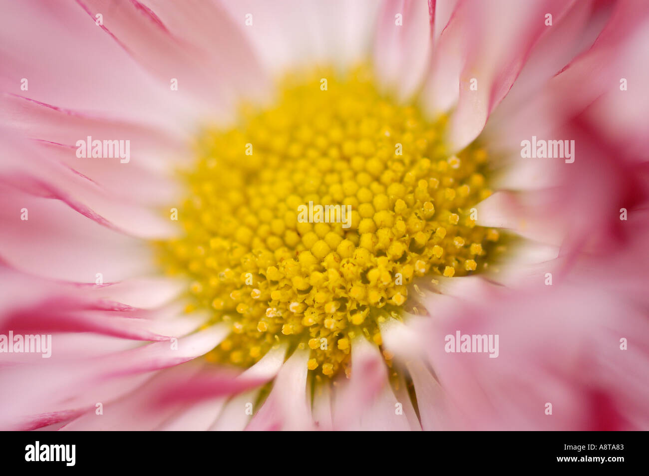 Pink ornamental daisy Stock Photo - Alamy