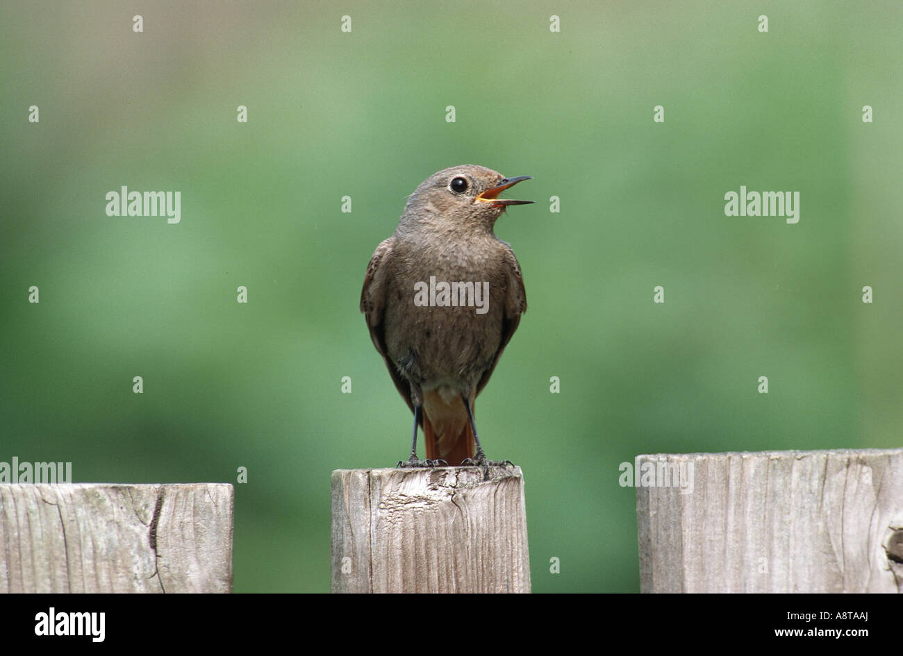 black redstart (Phoenicurus ochruros), female, Germany, Hesse Stock ...