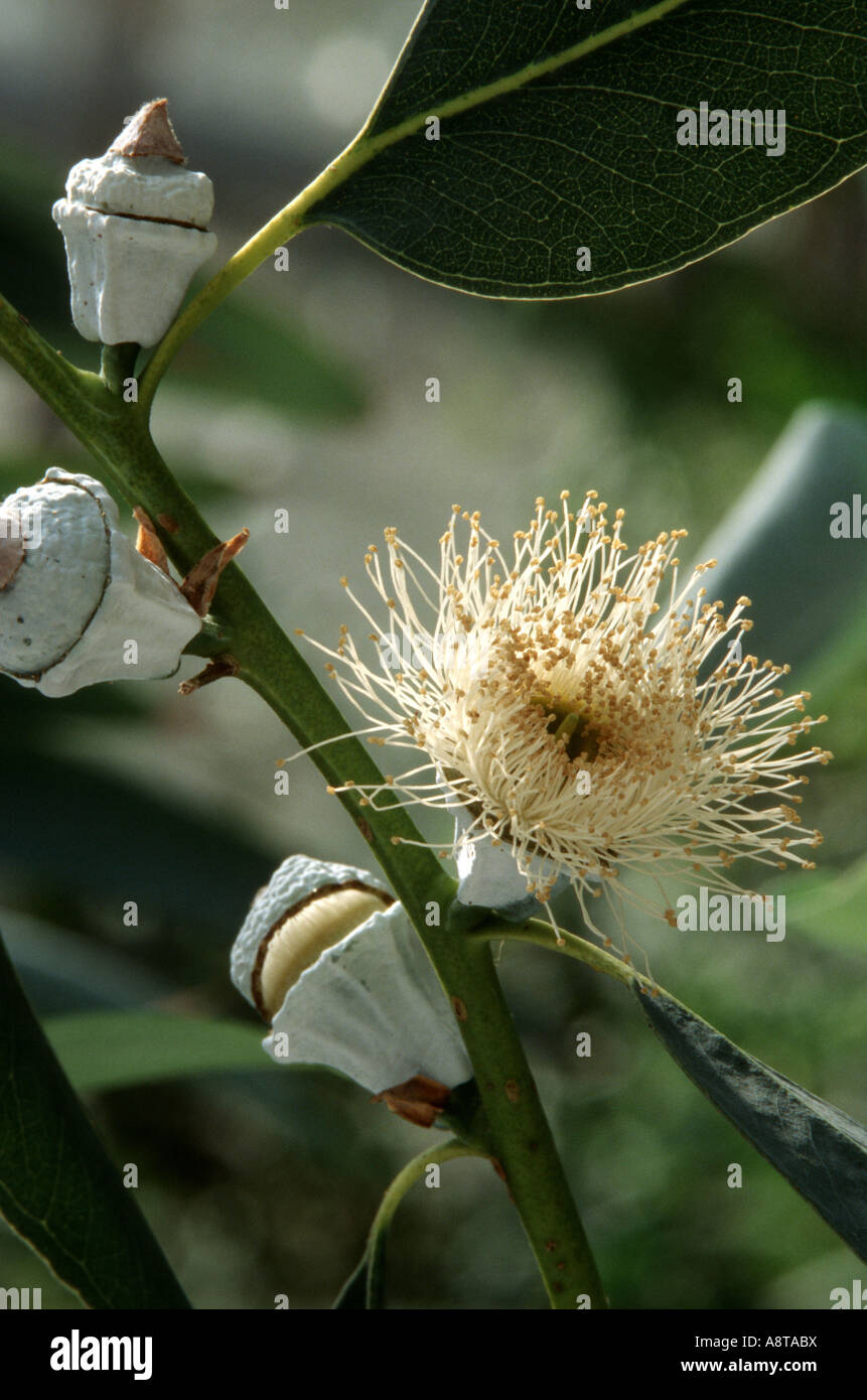 Tasmanian blue gum, blue gum, southern blue gum (Eucalyptus globulus ...