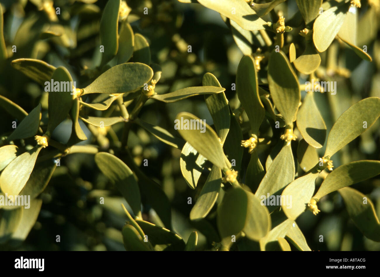 Parasites and epiphytes hi-res stock photography and images - Alamy
