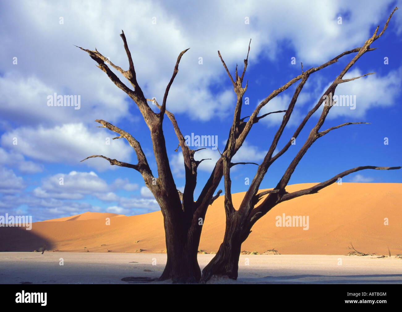 dead tree in front of sand dune, Deadvlei, Namibia, Namib Naukluft NP ...