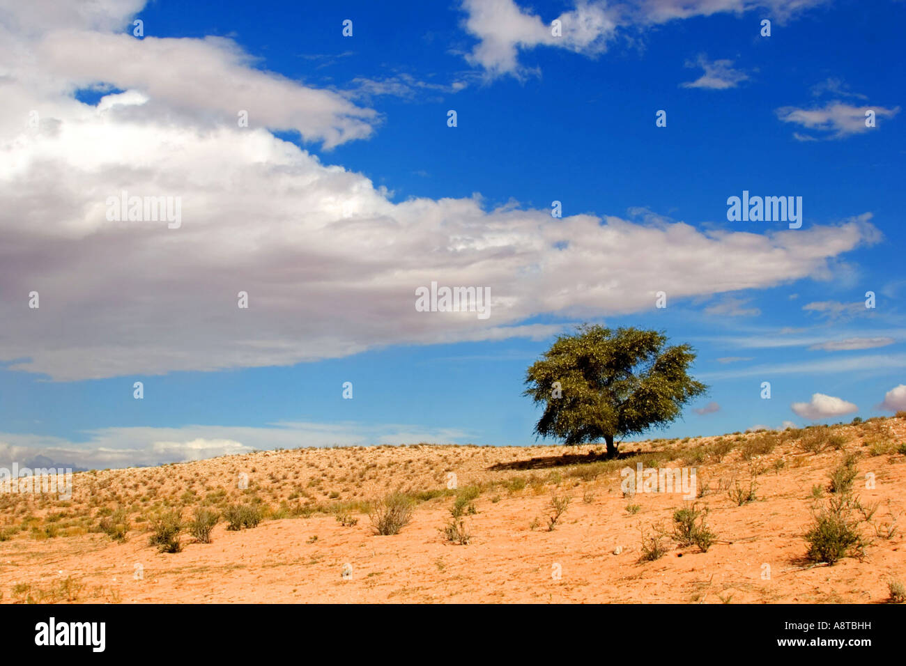 single tree in the desert, South Africa, Kgalagadi Transfrontier NP ...