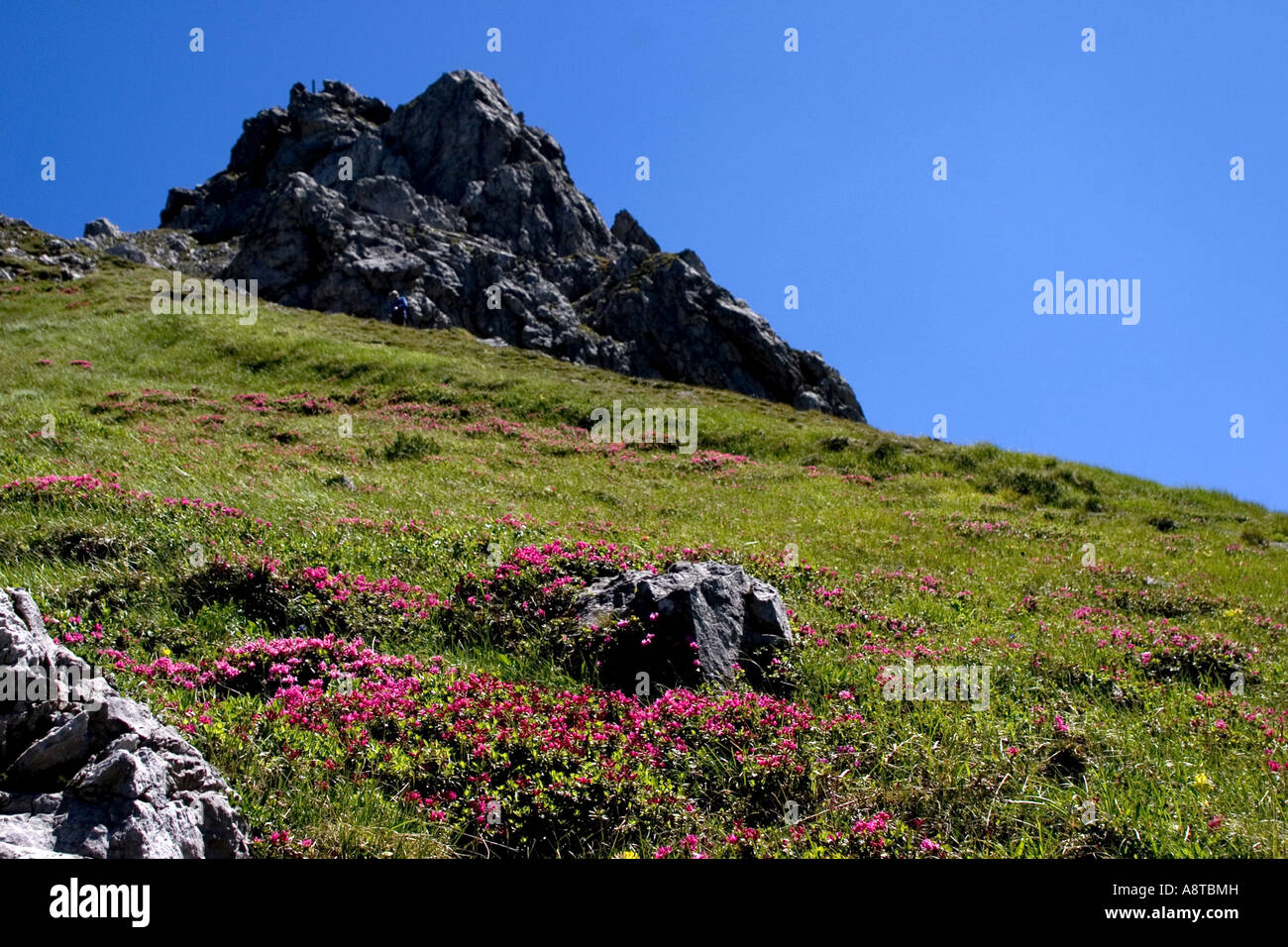 rust-leaved alpine rose (Rhododendron ferrugineum), at growing site ...