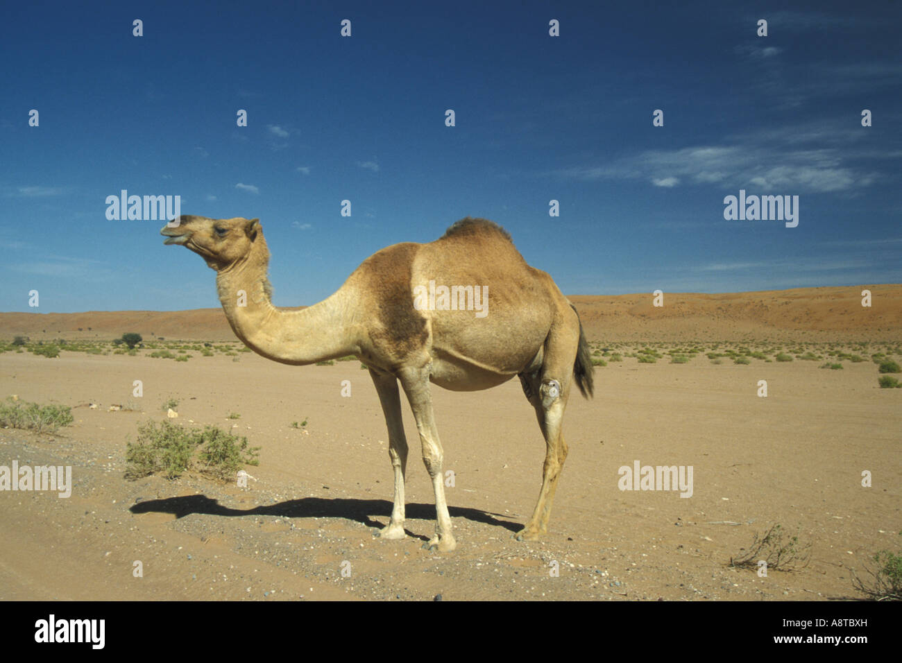 dromedary, one-humped camel (Camelus dromedarius), camel in the desert ...