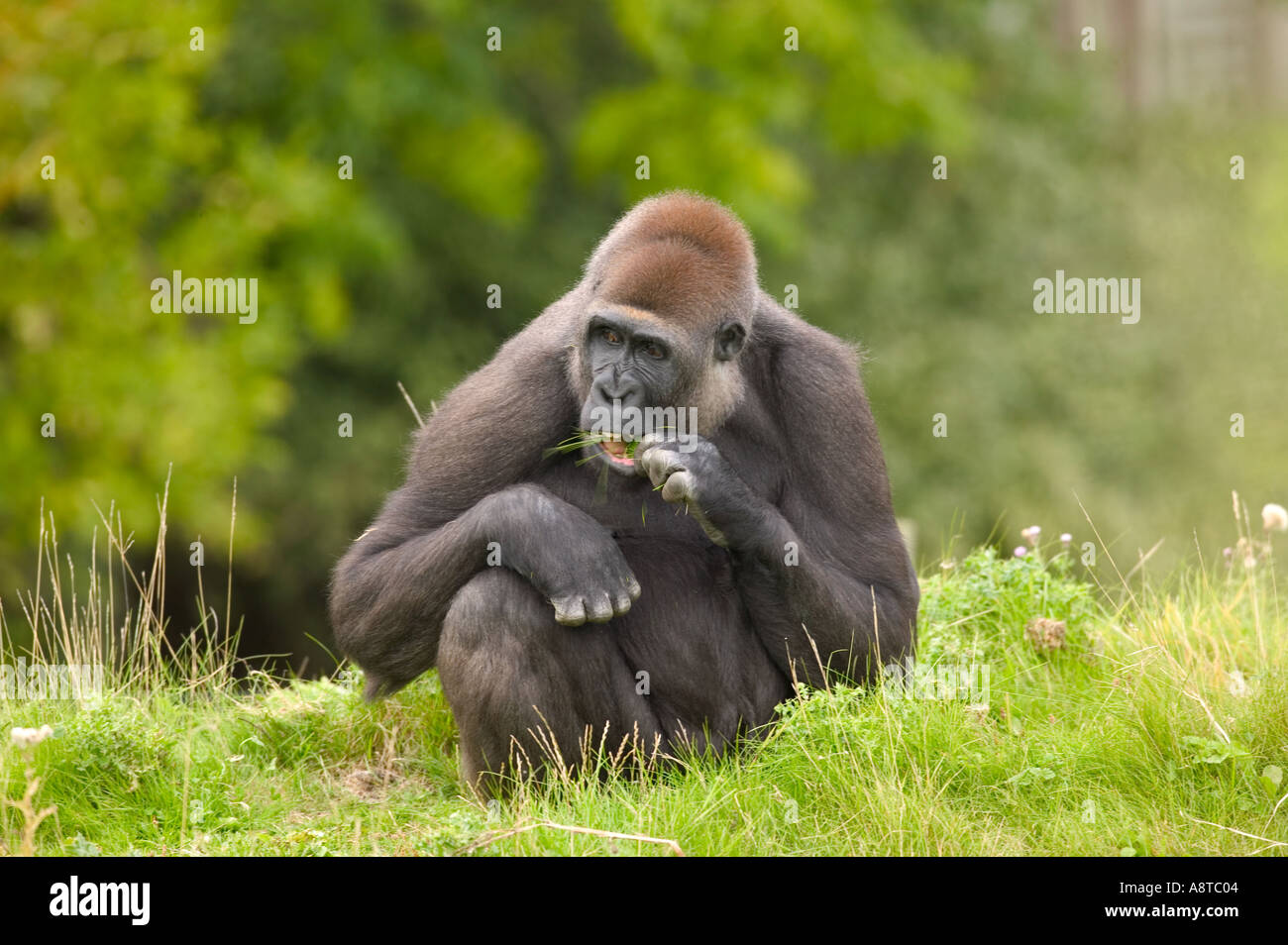 Gorilla lady hi-res stock photography and images - Alamy