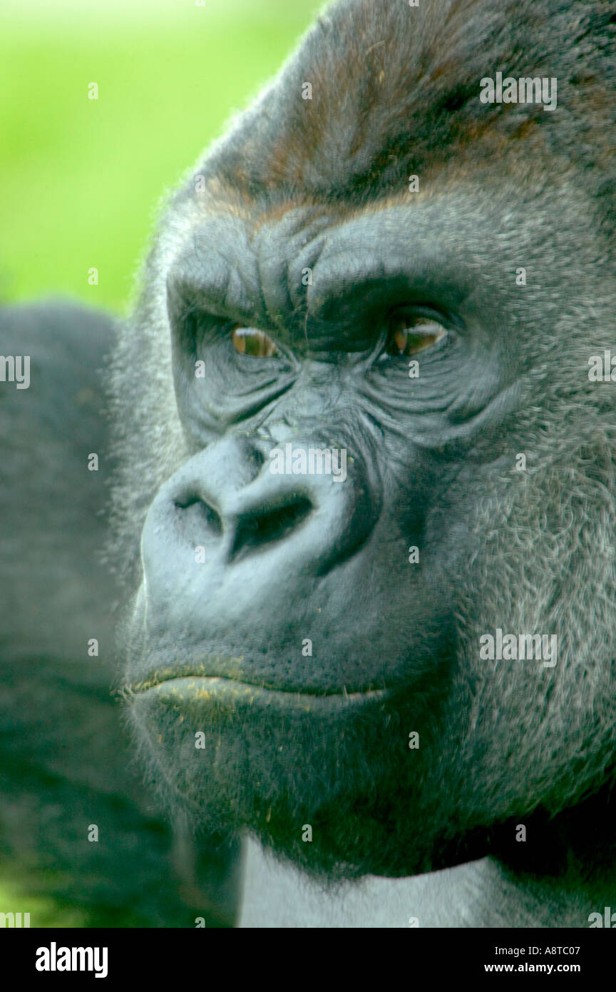 Silverback gorilla angry hi-res stock photography and images - Alamy