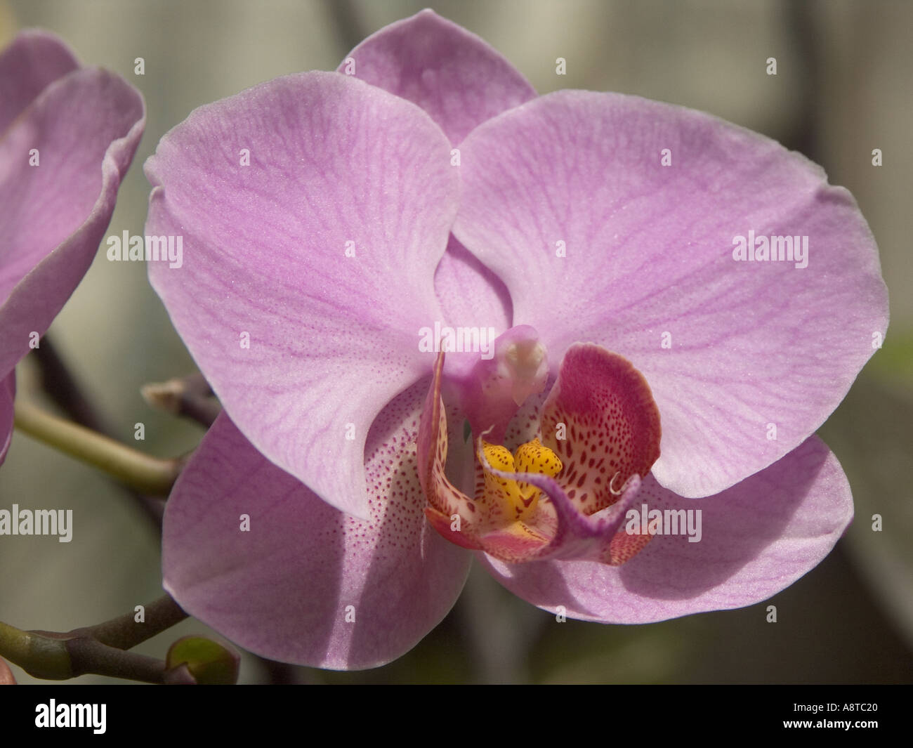 Kyrielle hi-res stock photography and images - Alamy