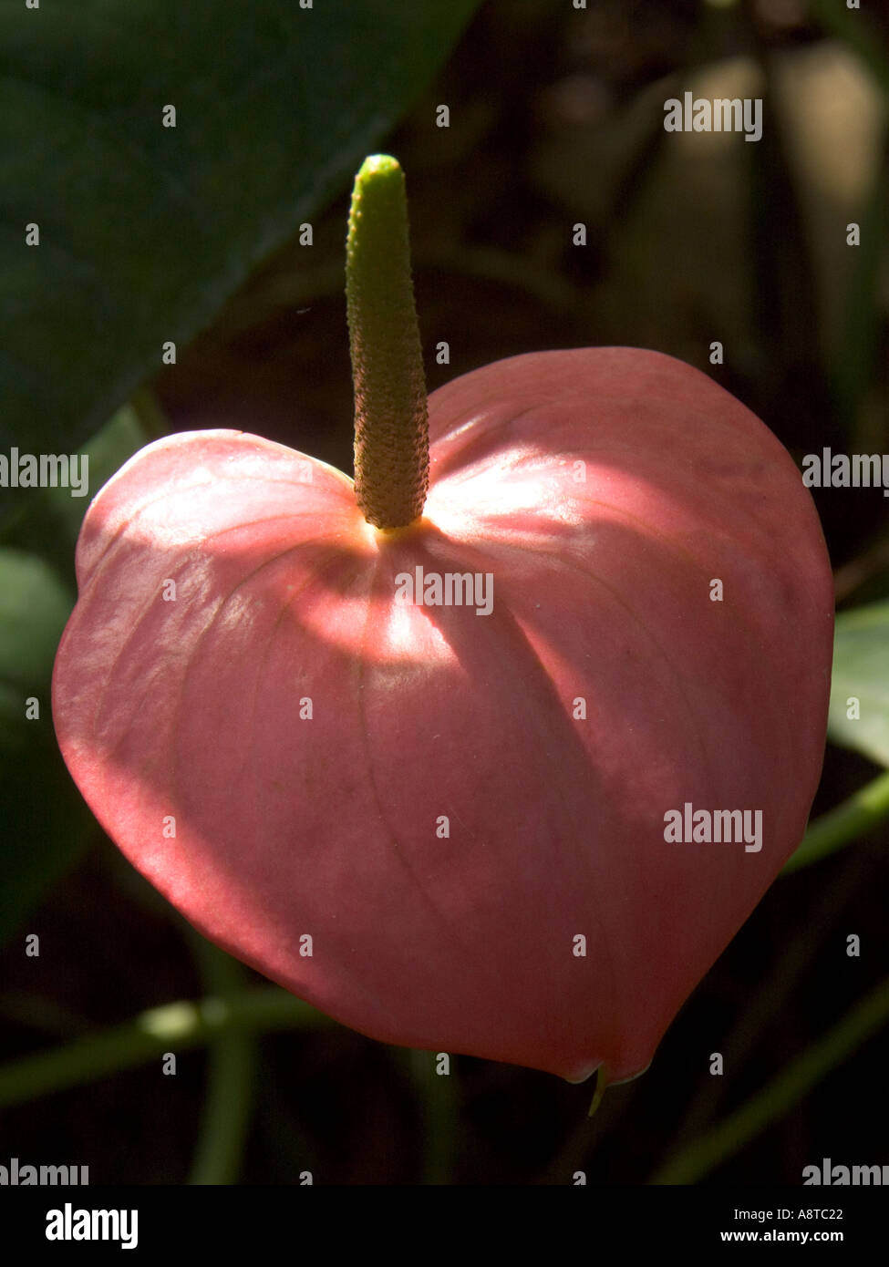 Shaped flower hi-res stock photography and images - Alamy