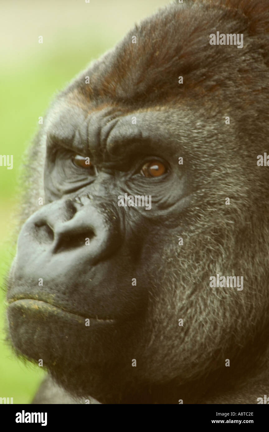 Silverback gorilla angry hi-res stock photography and images - Alamy