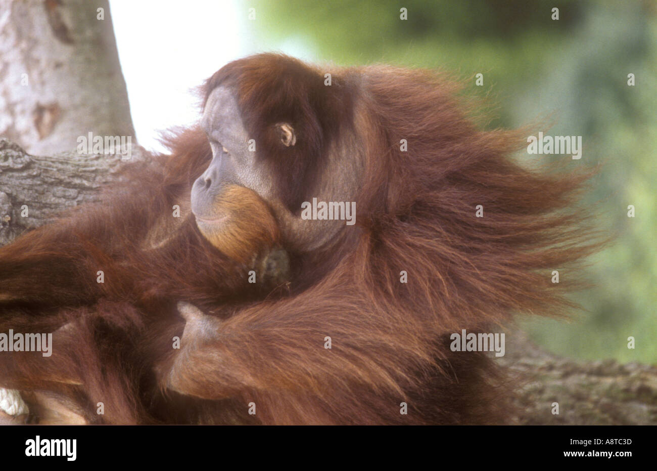 Primate swinging through trees hi-res stock photography and images - Alamy