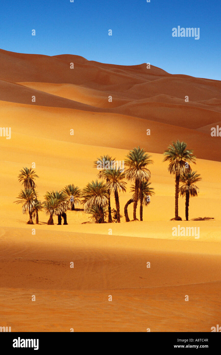 palms in sandy desert, South Libya, Libya, Sahara Stock Photo - Alamy