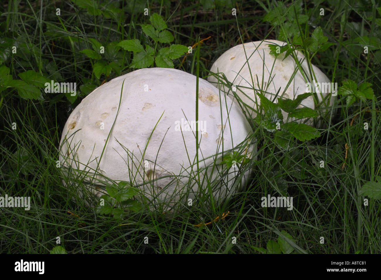 Young Giant Puff balls Langermannia gigantea edible Scotland UK Stock ...