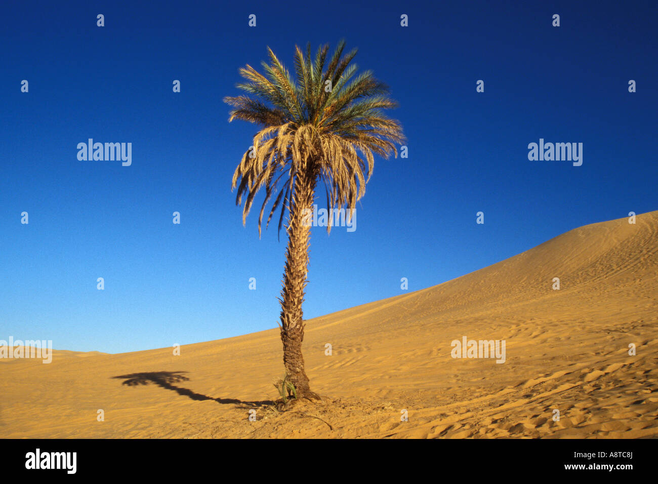date palm (Phoenix dactylifera), in sandy desert, Libya, Sahara Stock Photo - Alamy