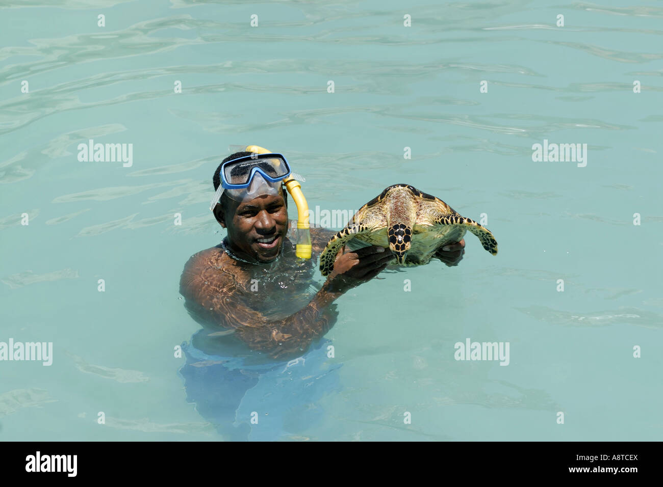 diver with sea turtle, Seychelles Stock Photo - Alamy