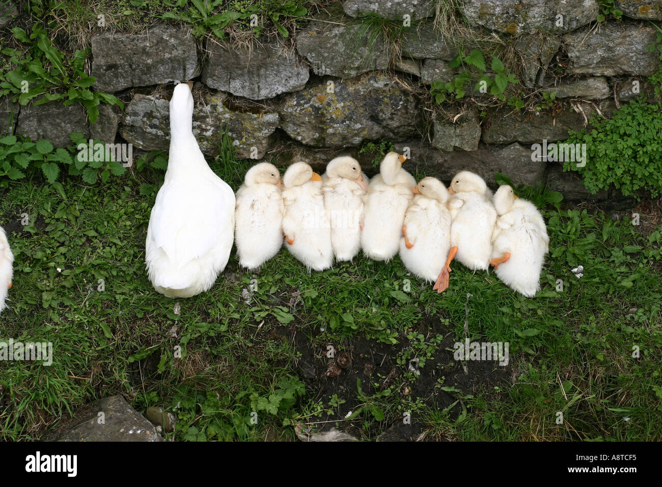 Eight ducks sitting in a row Stock Photo - Alamy