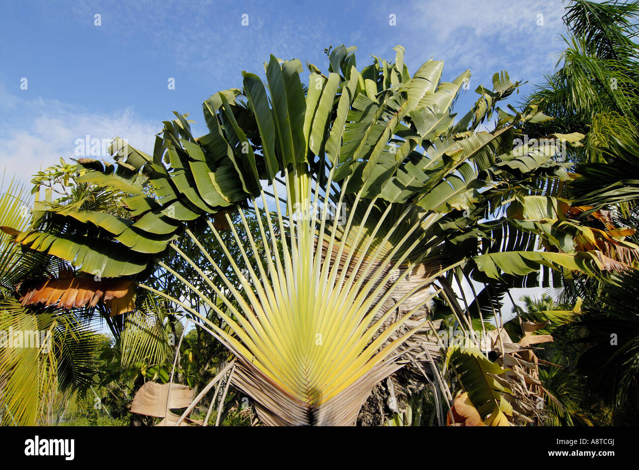 traveller's tree (Ravenala madagascariensis), Seychelles, Mahe Stock ...