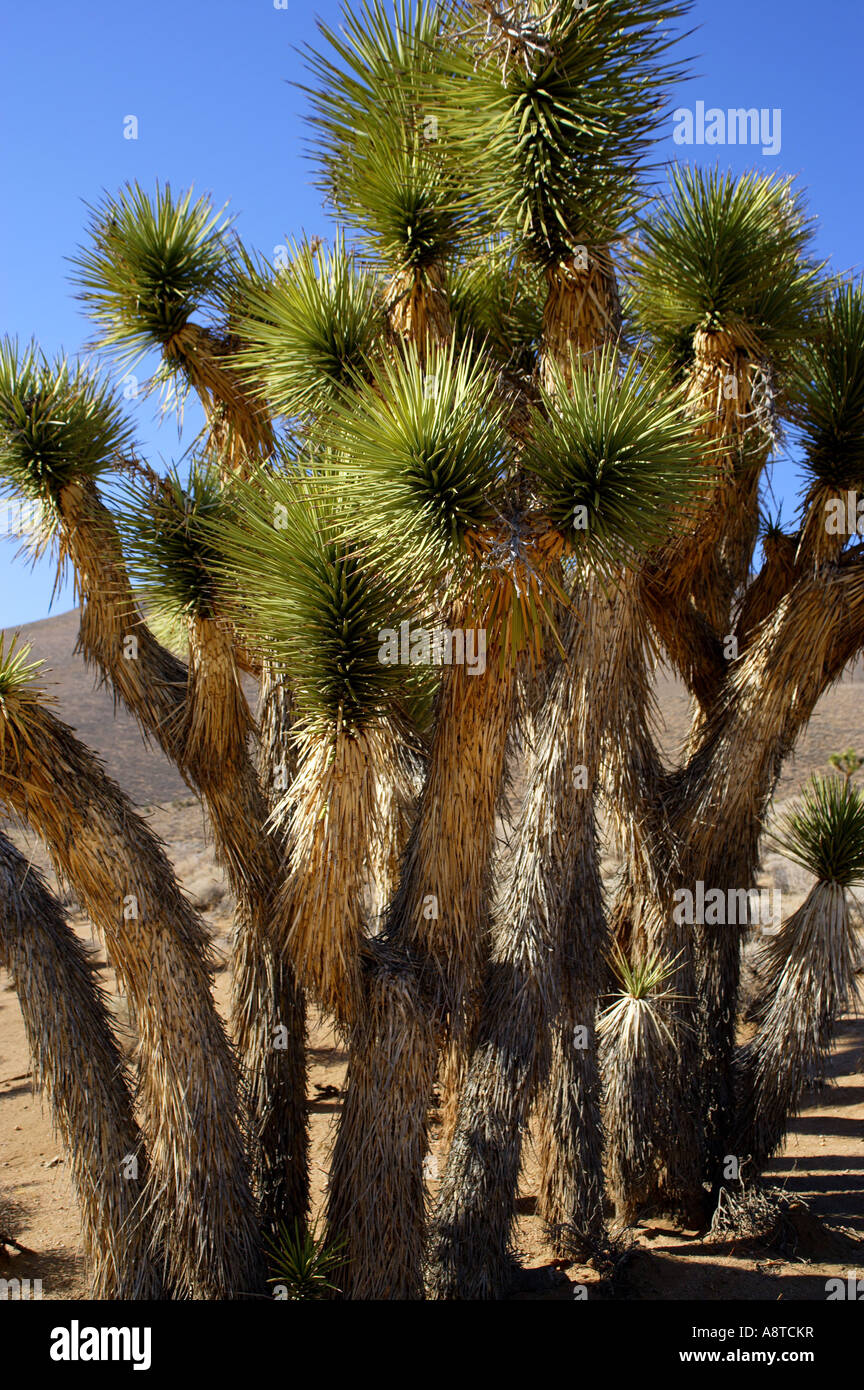 joshua tree (Yucca brevifolia), group of trees in the Death Valley ...