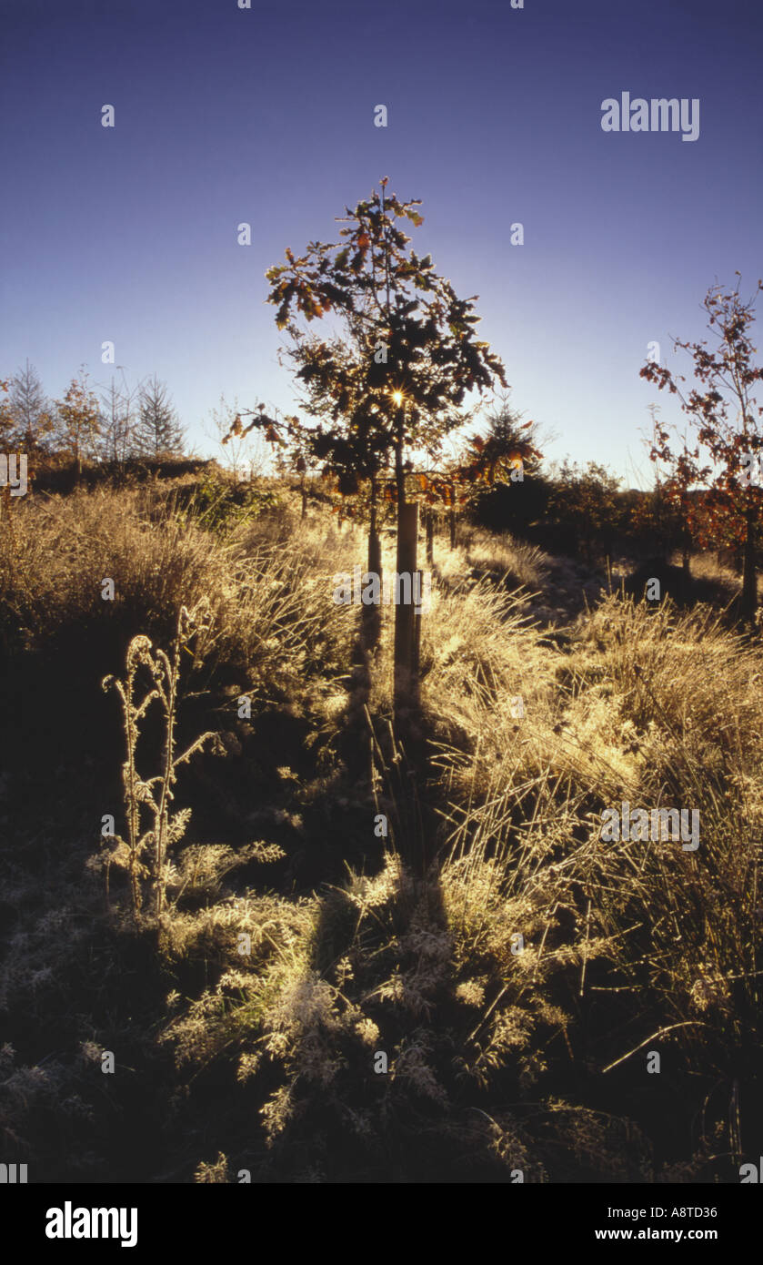 Young oak tree with a burst of sunlight shining through its leaves and ...