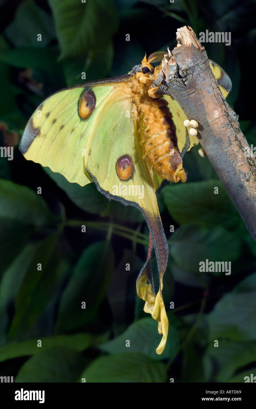 Silk Moth Laying Eggs, Comet Moth, Argema mittrei, Argentina Stock ...