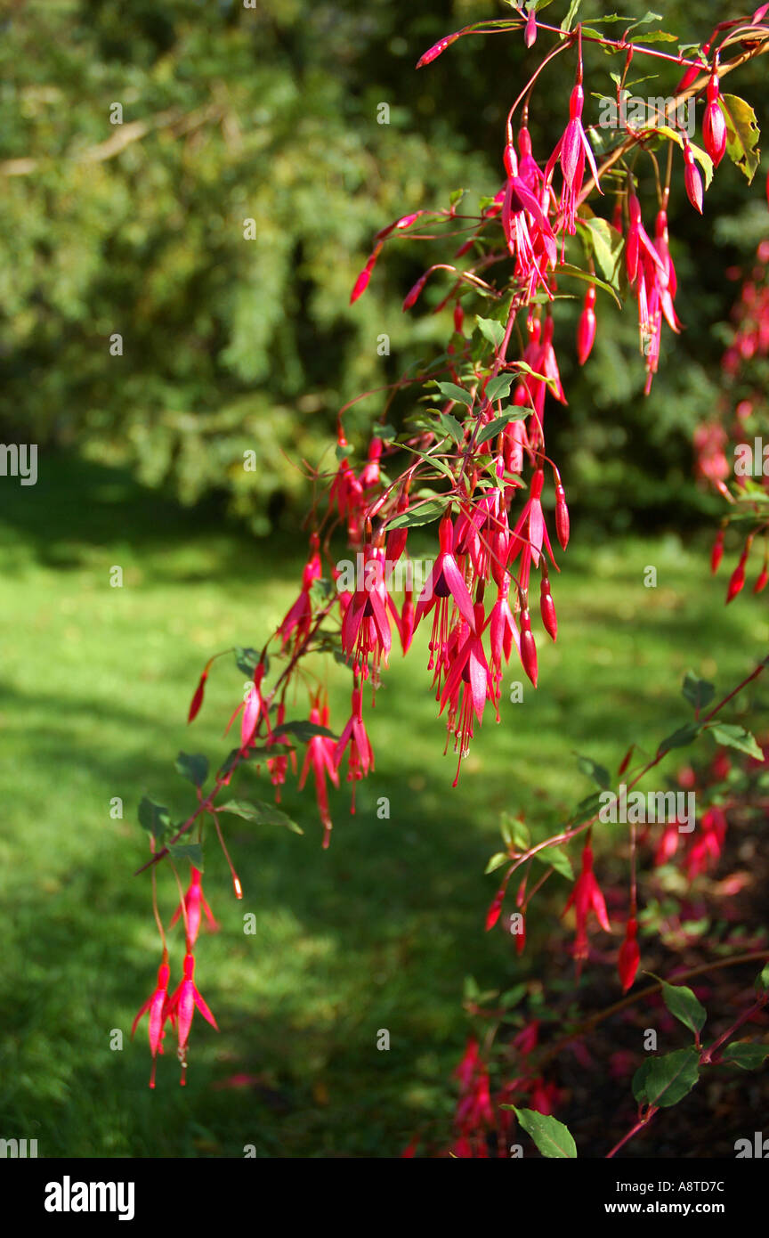 Pink Fuschia magellanica in field in Harcourt Arboretum England UK ...