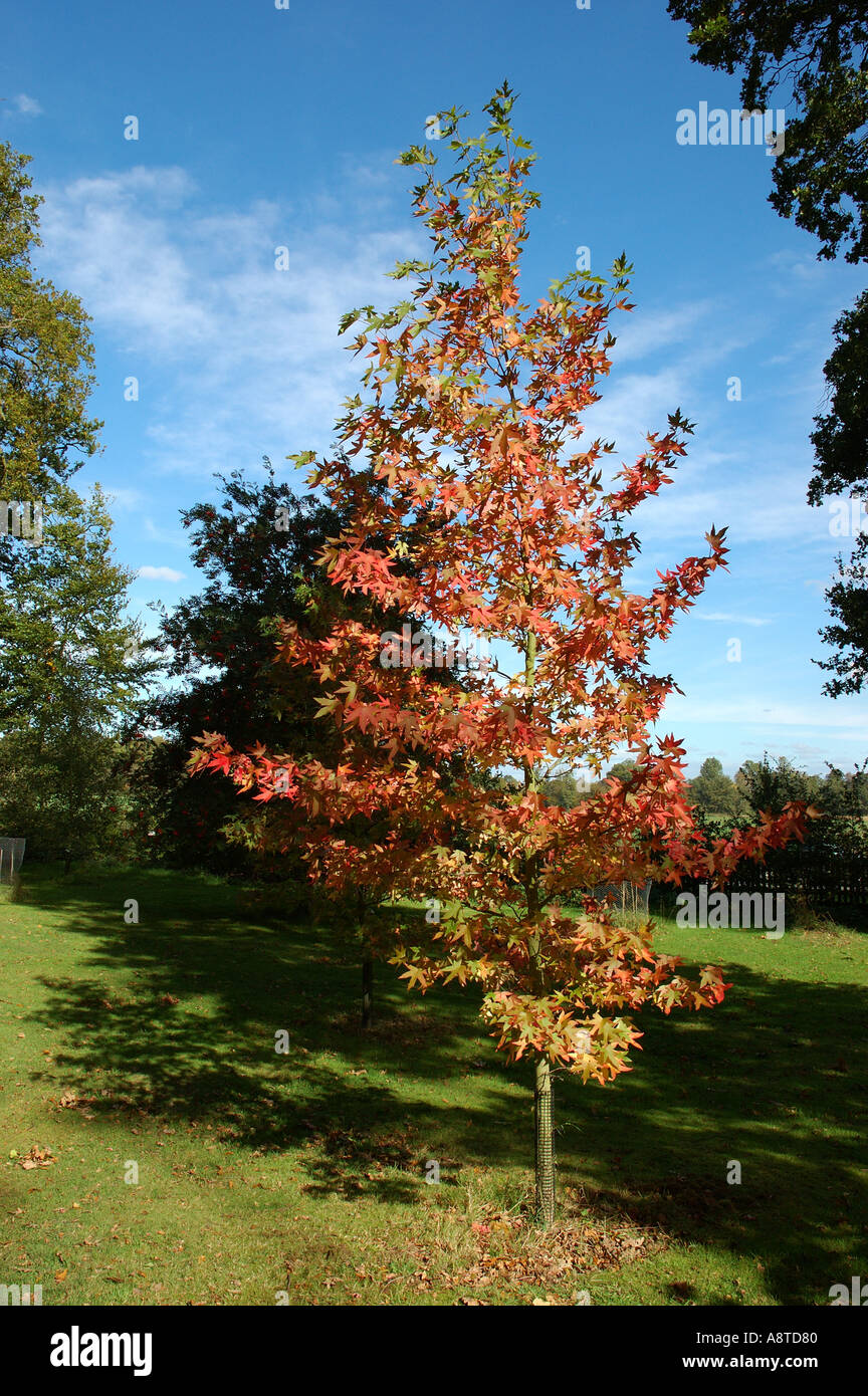 Red and orange maple tree in Harcourt Arboretum Oxfordshire England UK ...