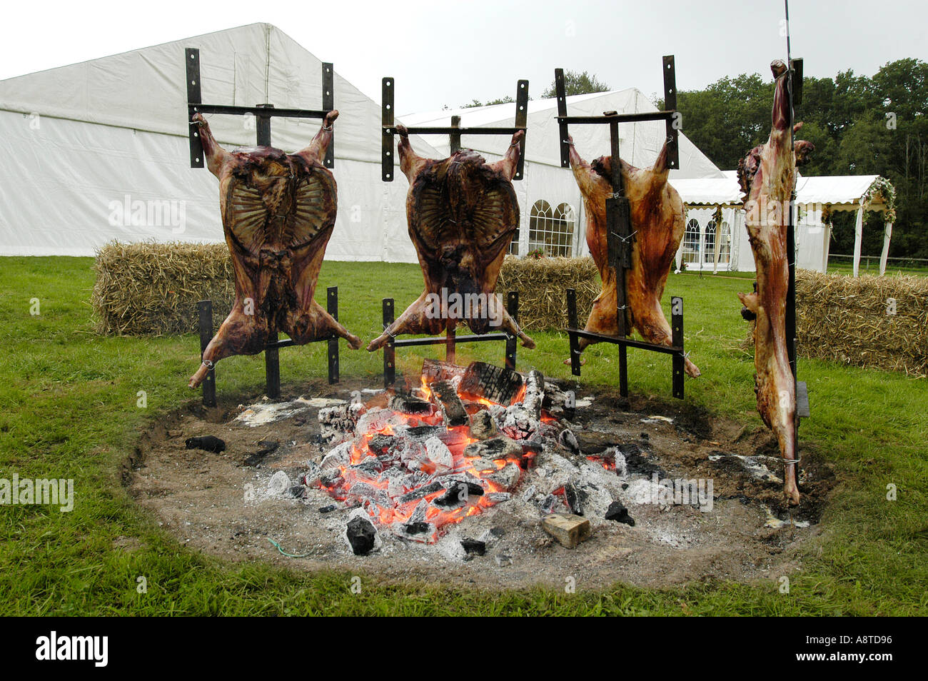 South American Asado lamb cooking on iron stakes on an outdoor barbeque ...