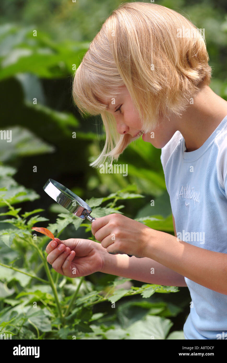 Leaf Study Through a Magnifying Glass Stock Photo - Alamy